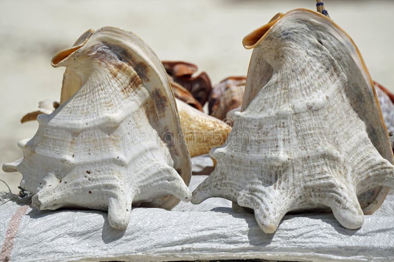 Sea Shells Collected on Zanzibar Beach Stock Photo - Image of tourism ...