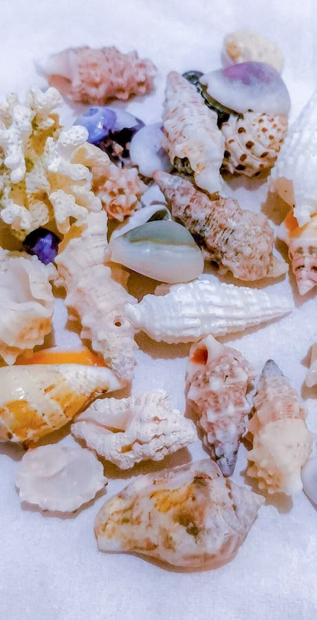 Sea shells collection stock photo. Image of elements - 33001074