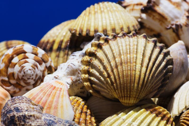 Sea shells collection stock photo. Image of pattern - 118614616