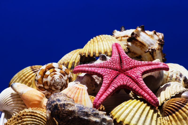 Sea shells collection stock image. Image of aquatic - 118614673