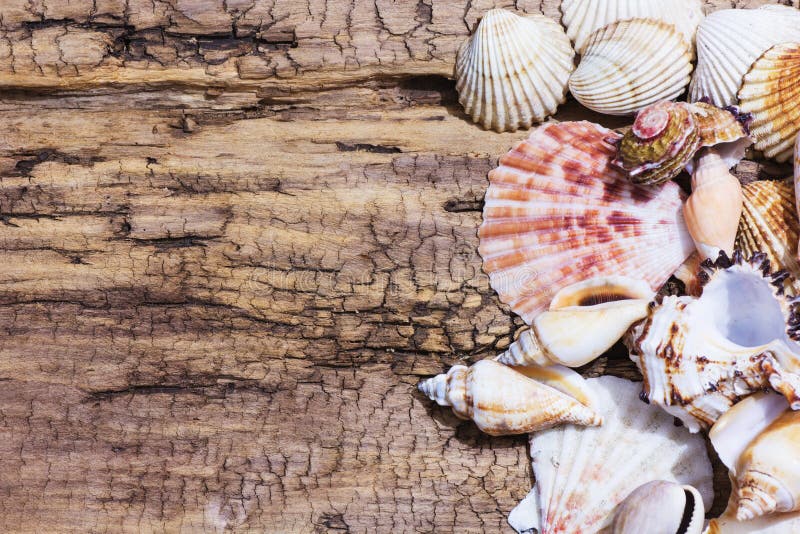 Sea shells collection stock photo. Image of colorful - 119175894