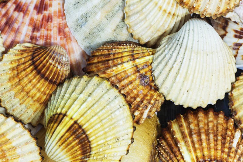 Sea shells collection stock image. Image of coast, rare - 118126791