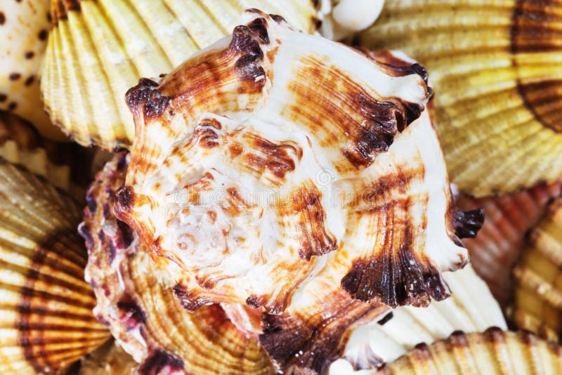 Sea shells collection stock image. Image of exotic, resort - 118126899