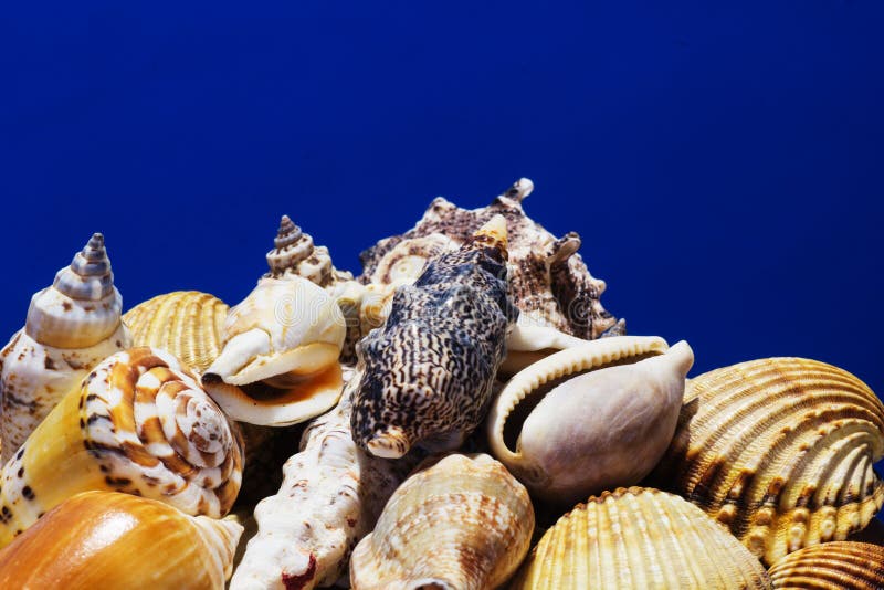 Sea shells collection stock photo. Image of beach, seashell - 118126916