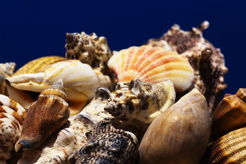 Sea shells collection stock image. Image of background - 118126965