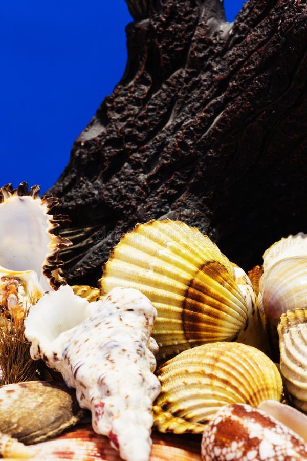 Sea shells collection stock image. Image of exotic, cockle - 118127183