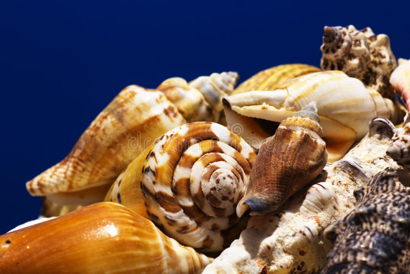 Sea shells collection stock photo. Image of pearl, animal - 118305592