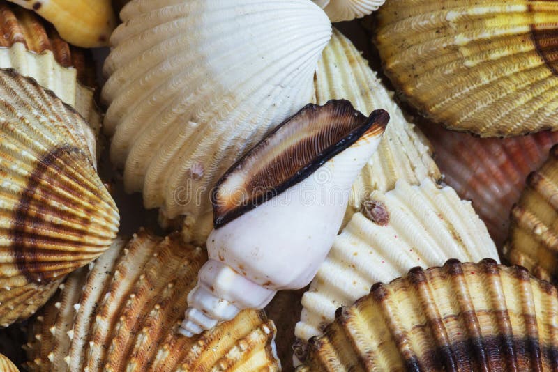 Sea shells collection stock photo. Image of natural - 118614030
