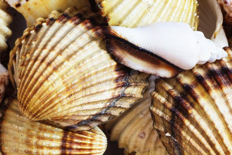 Sea shells collection stock image. Image of collection - 118765955