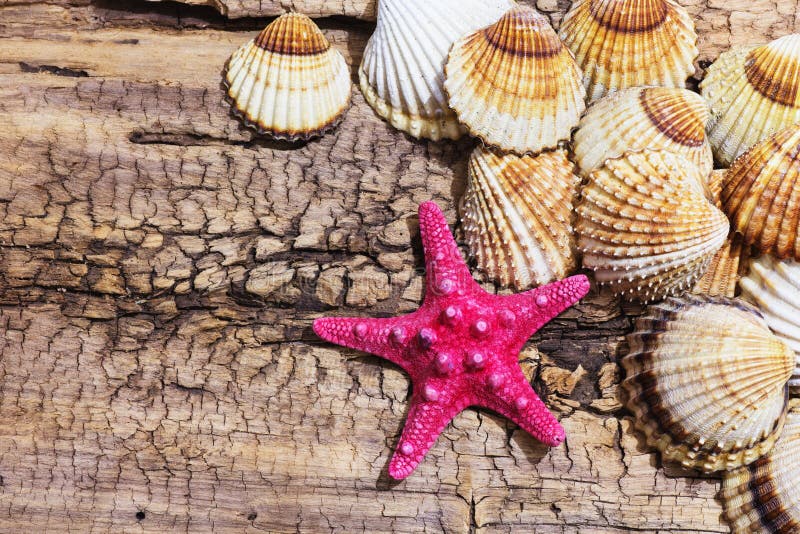 Sea shells collection stock image. Image of seashell - 118766017