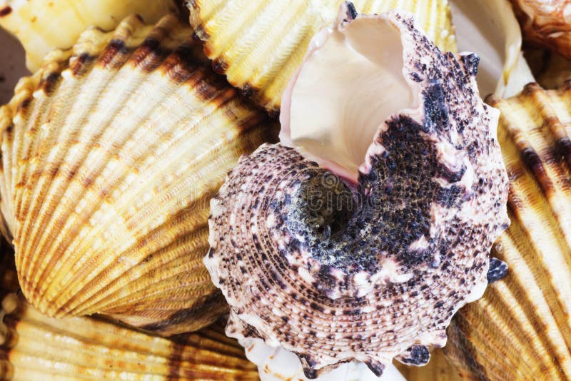 Sea shells collection stock image. Image of animal, seashell - 119175023