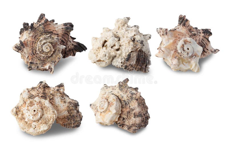 Sea Shells Collection Isolated on White Background with Clipping Path ...