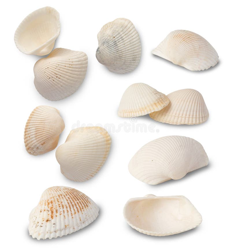 Sea Shells Collection Isolated on White Background with Clipping Path ...