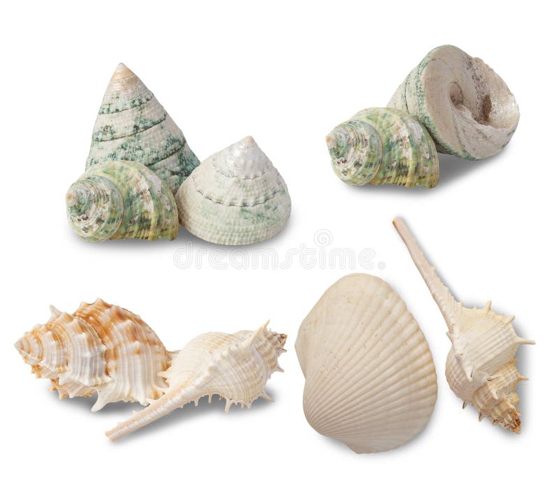 Sea Shells Collection Isolated on White Background with Clipping Path ...
