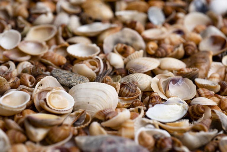 Sea Shells Collection. Marine Mollusk Shell. Marine Background. Texture ...