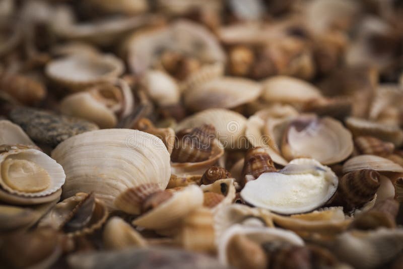 Sea Shells Collection. Marine Mollusk Shell. Marine Background. Texture ...