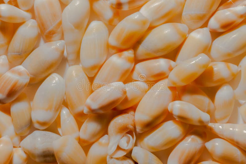 Sea Shells Color Nature stock image. Image of small, full - 29479203