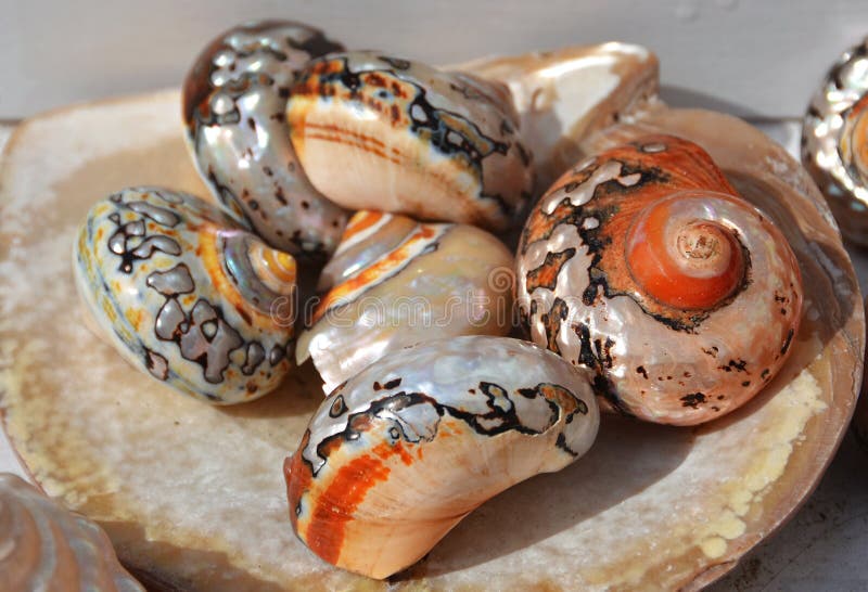 Sea shells stock image. Image of ocean, filling, beach - 58524783