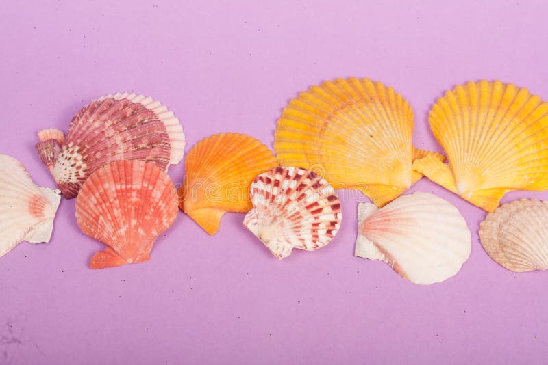 Purple shells stock photo. Image of background, marine - 18079104