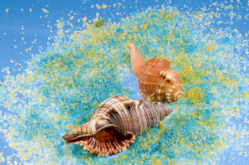 Sea Shells on Colorful Salt Grains. Stock Image - Image of aquatic ...