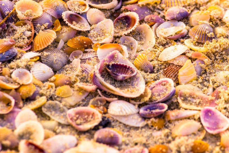 Sea Shells stock image. Image of colorfull, shells, texture - 80422115