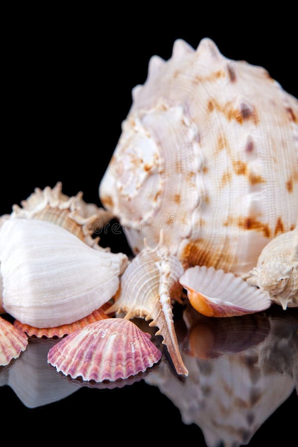 Sea Shells Conch on Black Background . Stock Image - Image of life ...
