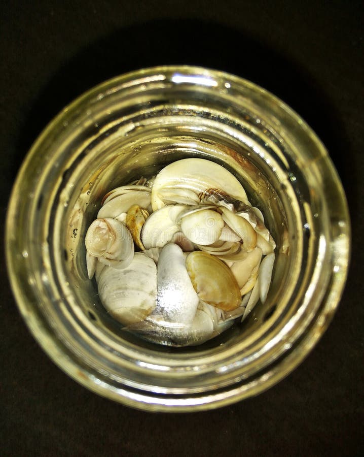 Sea shells in a container stock image. Image of sized - 89884853