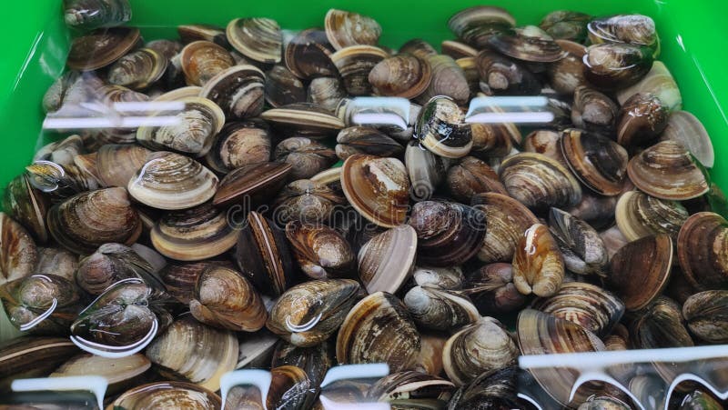 Sea ??shells in a Container Filled with Water Stock Image - Image of ...