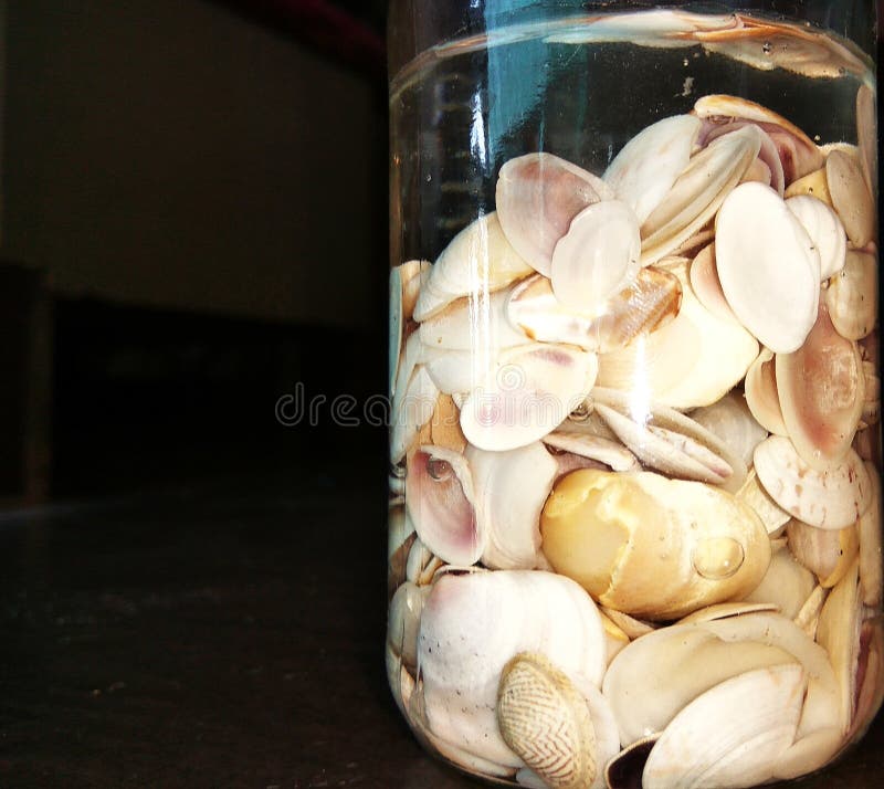 Sea shells in a container stock image. Image of shape - 89884755