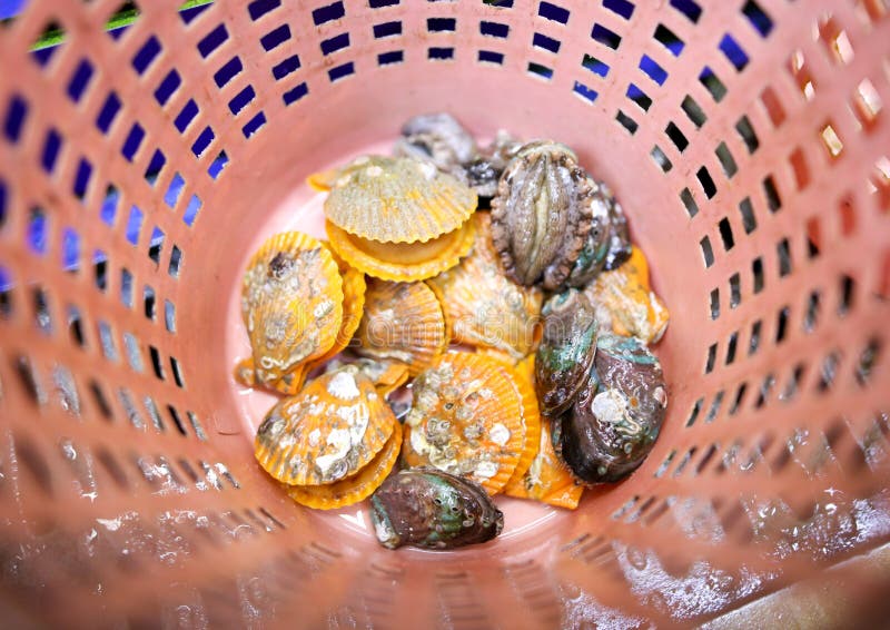 Sea shells for cooking stock photo. Image of creatures - 180469674