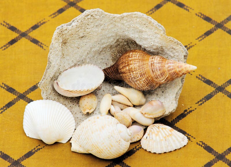 Sea shells and coral stock photo. Image of closeup, white - 27138494