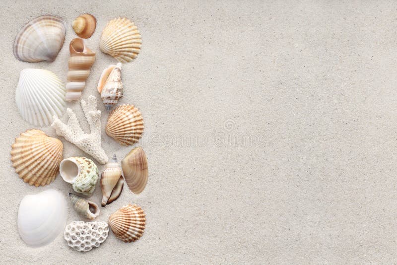 Sea Shells and Coral on the Sand Stock Image - Image of remembrance ...