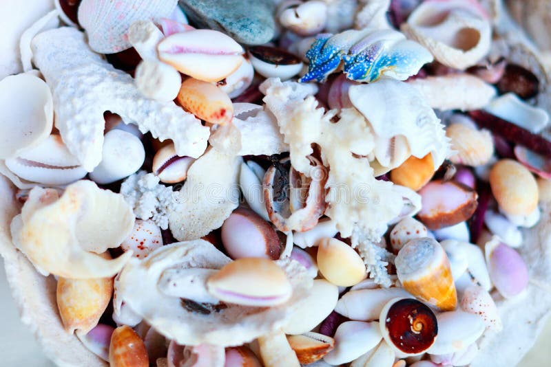 Sea shells and corals stock photo. Image of assortment - 26164246