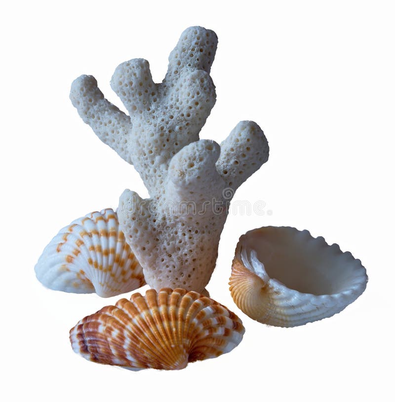 Sea Shells and Corals Lie on the Table, the Exotic Stock Image - Image ...