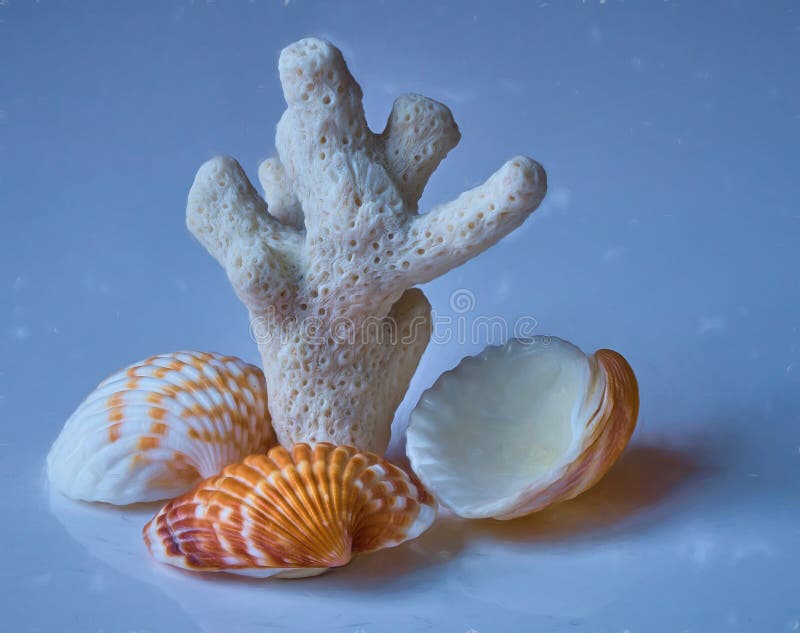 Sea Shells and Corals Lie on the Table, the Exotic Stock Image - Image ...