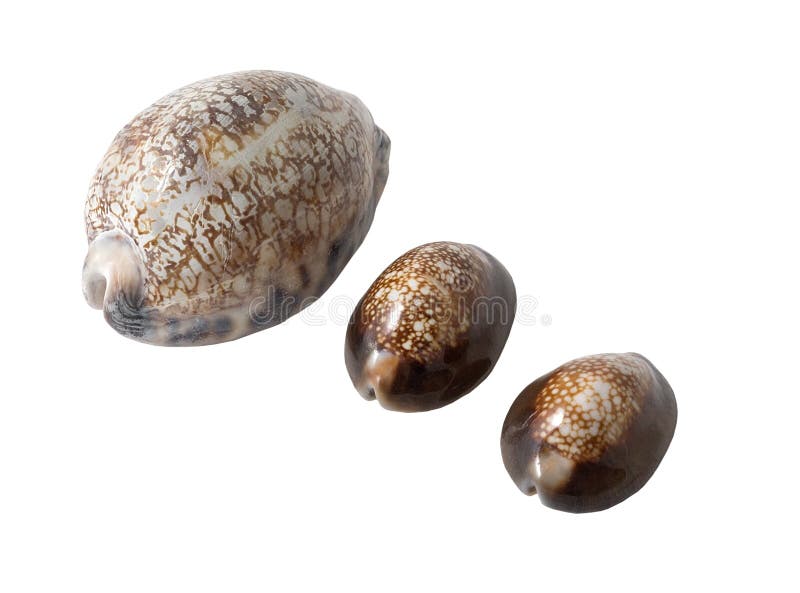 Sea shells cowry stock image. Image of mollusk, curve - 64451019