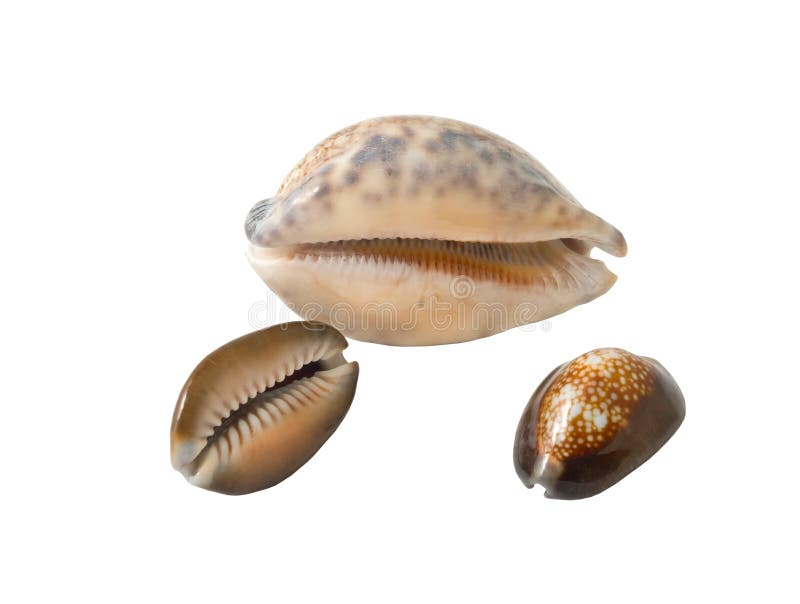 Sea shells cowry stock photo. Image of coastline, invertebrate - 66598656