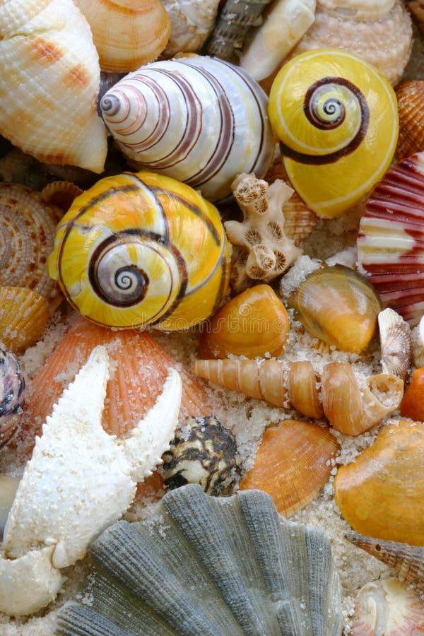 Sea Shells, Sea Star on Beach Stock Image - Image of collection ...