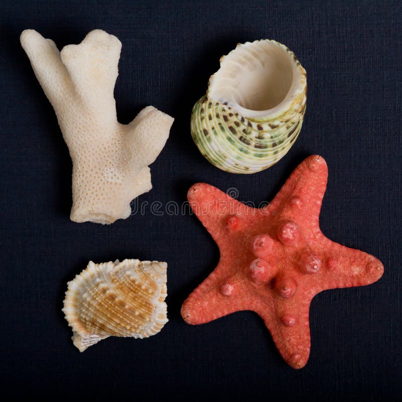 Sea Shells on the Dark Backing Closeup Stock Image - Image of lifestyle ...