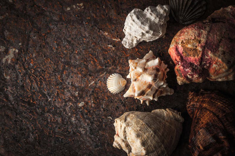 Sea Shells on the Dark Stone Background Stock Photo - Image of travel ...