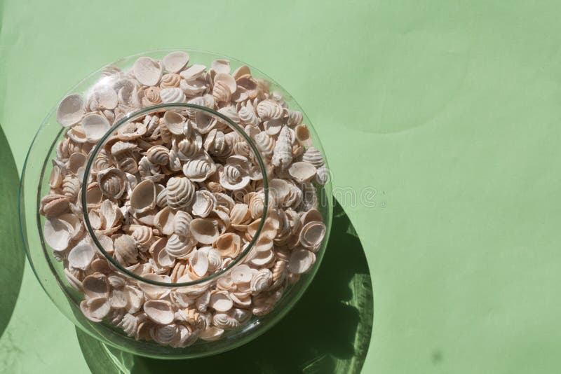 Sea Shells on Day Light on a Green Background Stock Photo - Image of ...