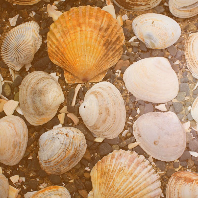 Sea Shells Decorative Composition. Stock Photo - Image of short ...
