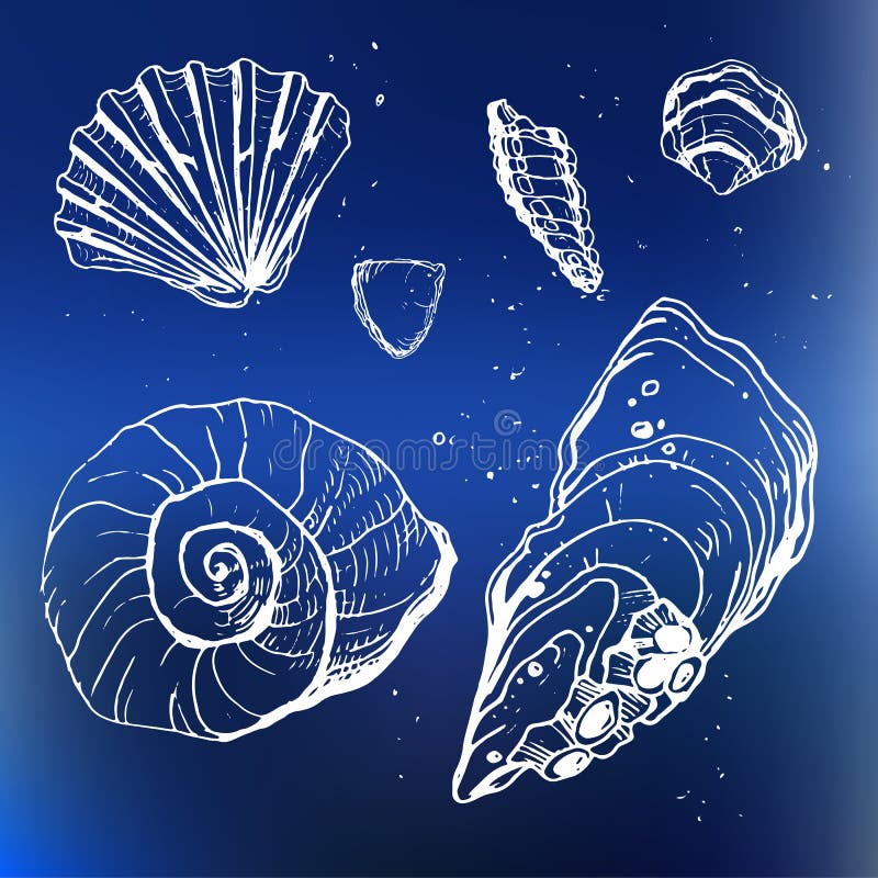 Sea Shells Decorative Icons Stock Vector - Illustration of conch ...