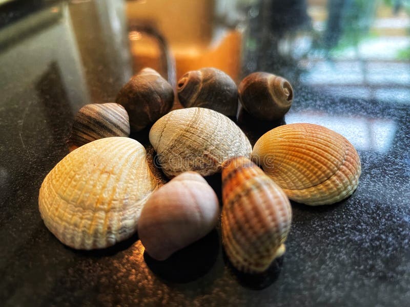 Sea Shells of Different Shapes and Sizes Stock Image - Image of wight ...