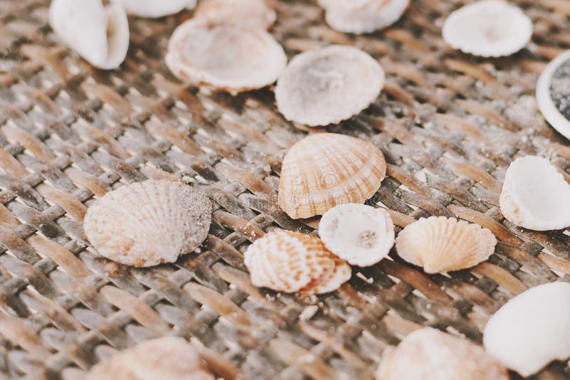 Sea Shells of Different Sizes Stock Image - Image of beach, sand: 274174713