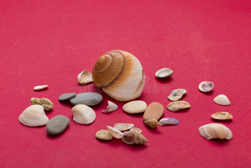 Different Types of Seashells and Sea Rocks Stock Image - Image of ...