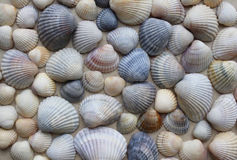 Sea ??shells of Different Types Stock Photo - Image of animal, wildlife ...