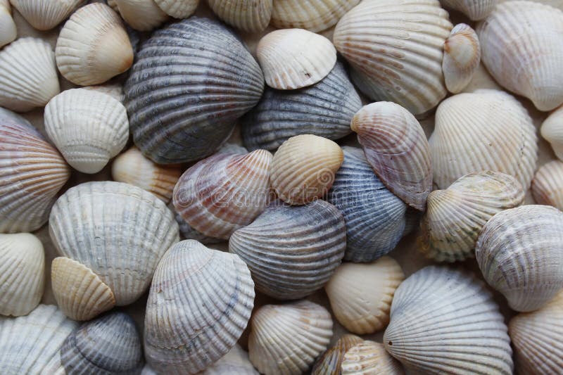 Sea ??shells of Different Types Stock Photo - Image of types, animal ...