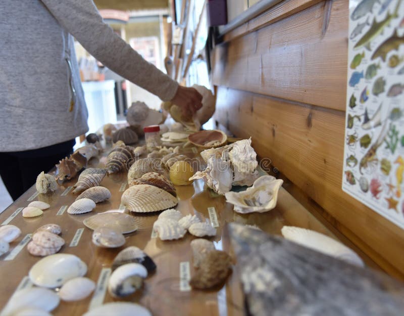 Sea Shells on display editorial photo. Image of caribbean - 137344101