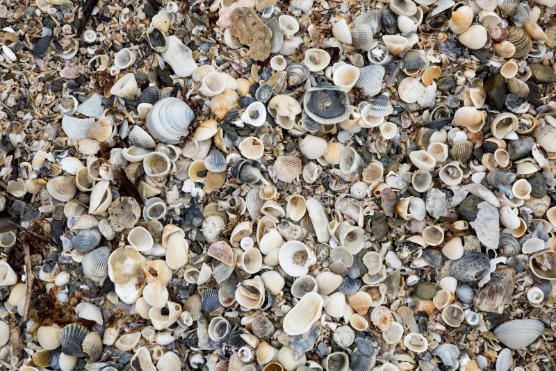 Sea Shells, Emu Park stock image. Image of great, queensland - 82572729